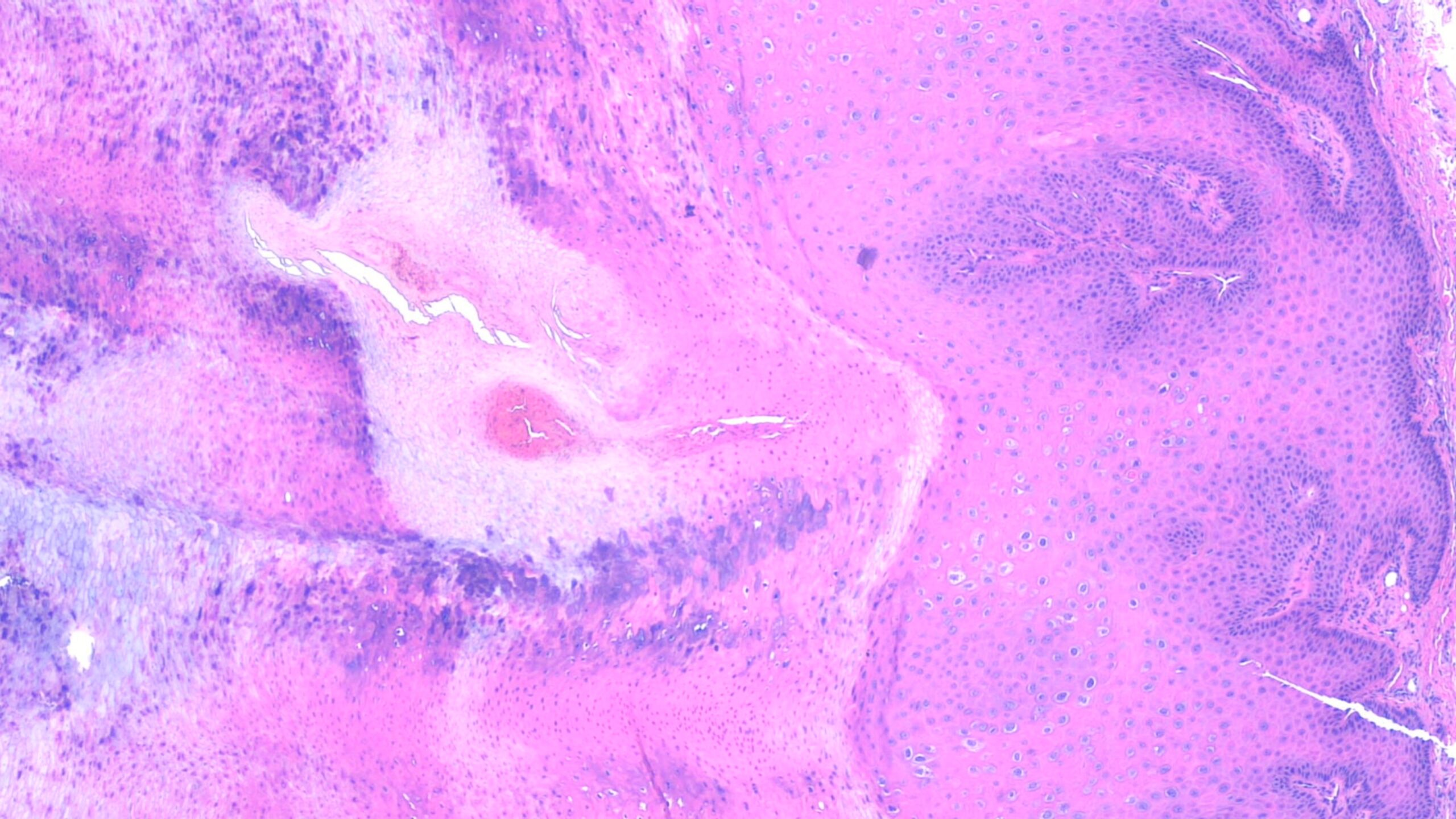 General Surgical Pathology – APMG