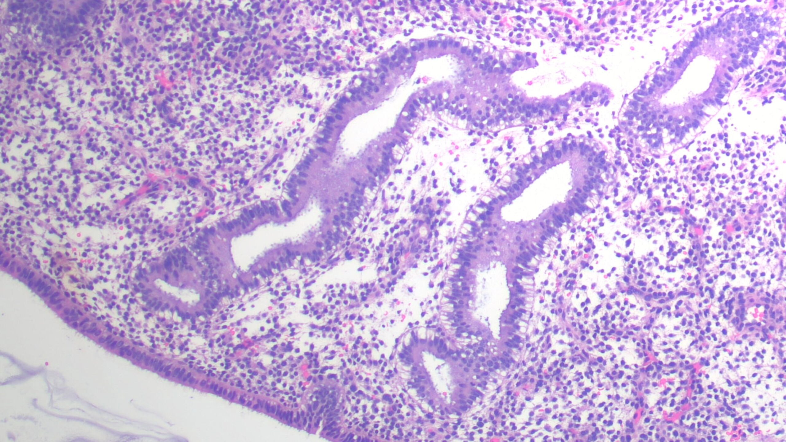 Women’s Health and Gynecologic Pathology – APMG